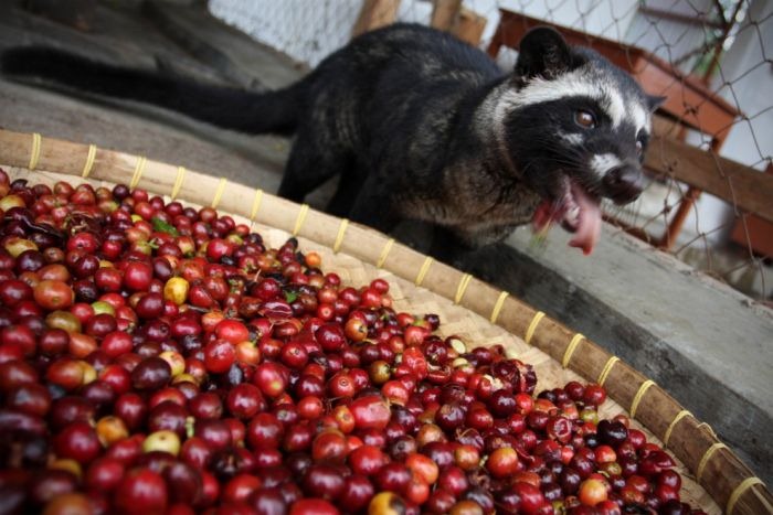 The Most Expensive Coffee in The World is Made From Animal Poop ...